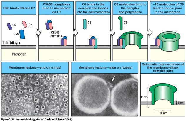 Human complement component 5